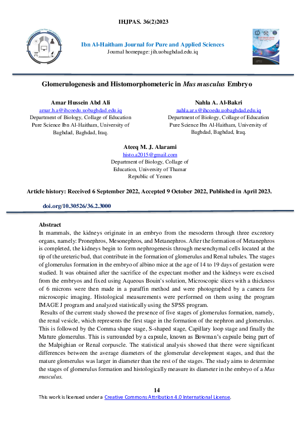(PDF) Glomerulogenesis and Histomorphometeric in Mus musculus Embryo