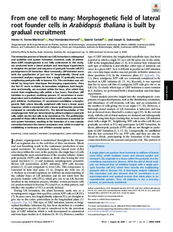 From one cell to many: Morphogenetic field of lateral root founder ...