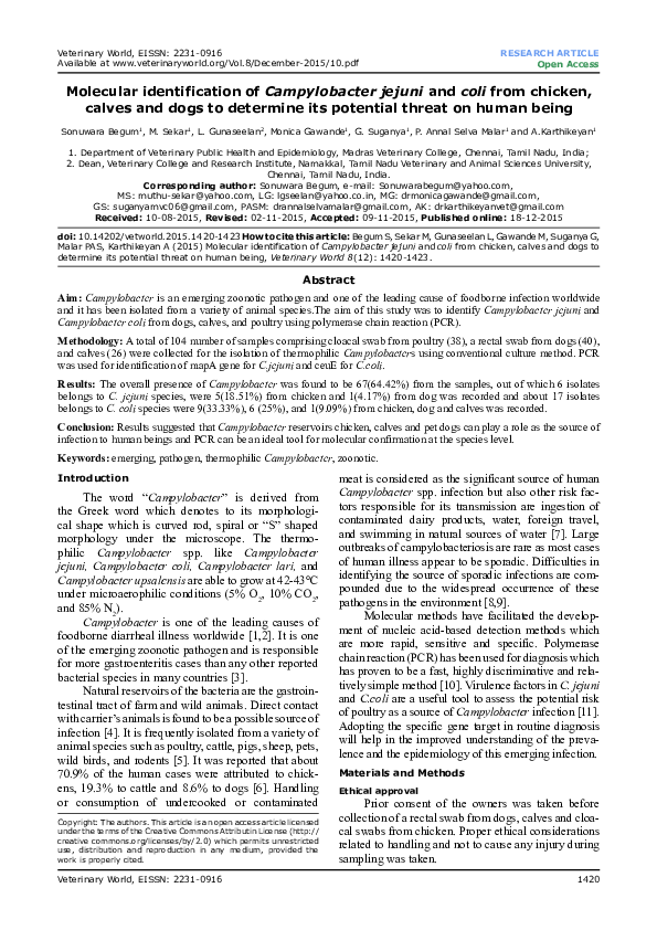 (PDF) Molecular Identification of Campylobacter jejuni and ...