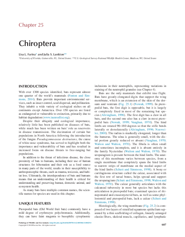 (PDF) Chiroptera