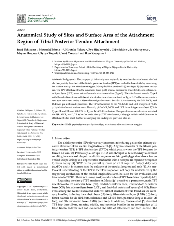 (PDF) Anatomical Study of Sites and Surface Area of the Attachment ...