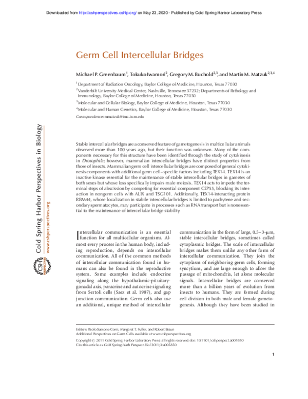 (PDF) Germ cell intercellular bridges