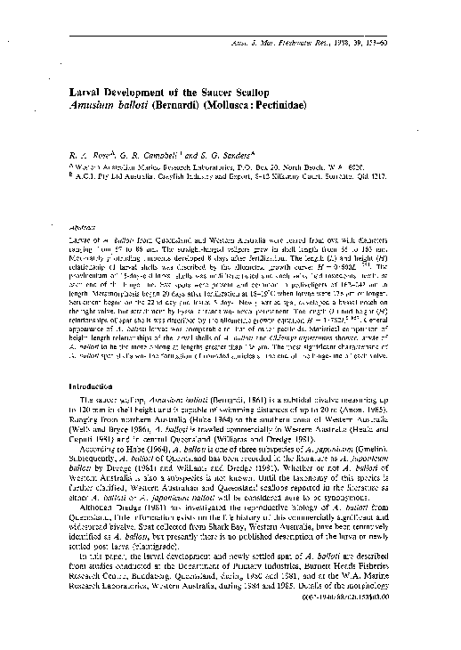 (PDF) Larval development of the saucer scallop Amusium balloti ...