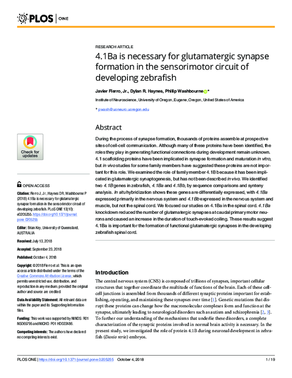 (PDF) 4.1Ba is necessary for glutamatergic synapse formation in the ...