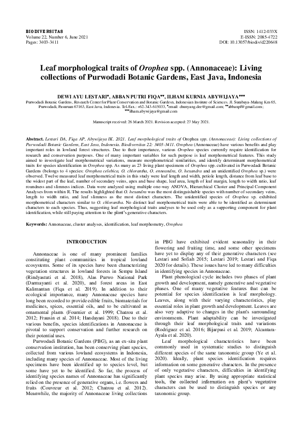 (PDF) Leaf morphological traits of Orophea spp. (Annonaceae): Living ...