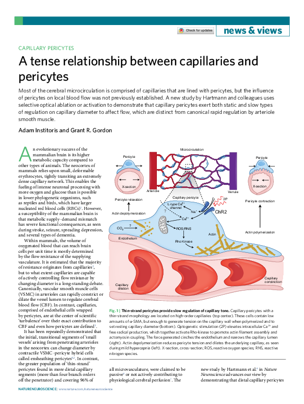 (PDF) A tense relationship between capillaries and pericytes