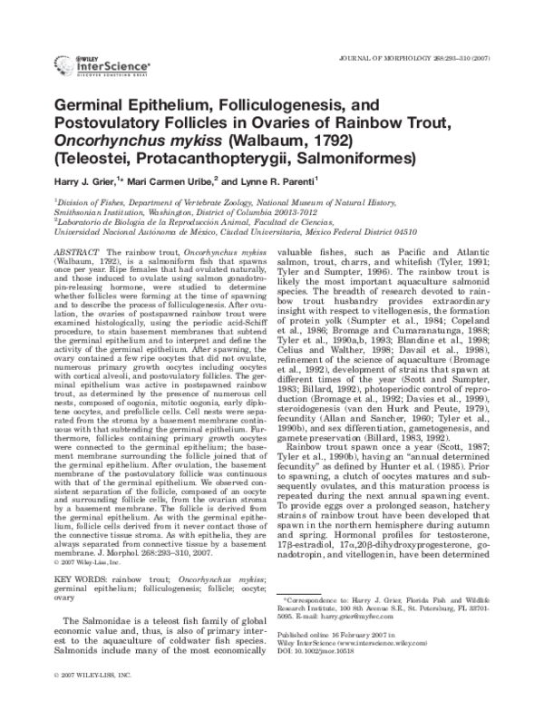 (PDF) Germinal epithelium, folliculogenesis, and postovulatory ...