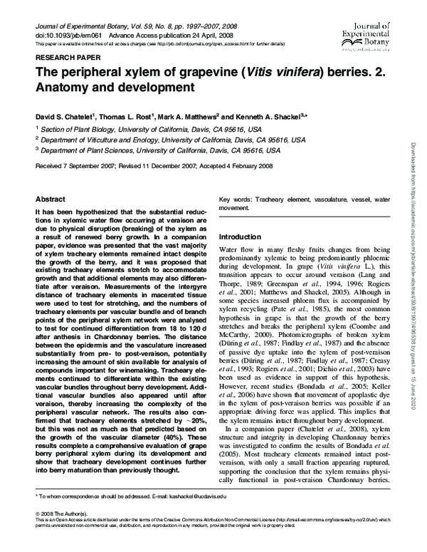 (PDF) The peripheral xylem of grapevine (Vitis vinifera) berries. 2 ...