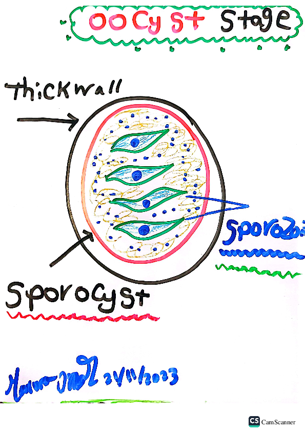(PDF) OOcyst stages of the coccidian elements