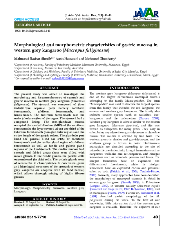 (PDF) Morphological and morphometric characteristics of vestibular hair ...