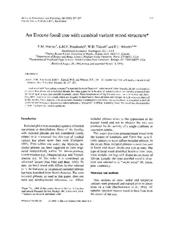 (PDF) An eocene fossil tree with cambial variant wood structure
