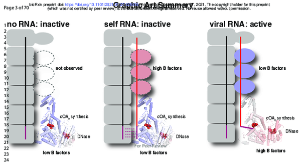 (PDF) Structure and Function of an in vivo Assembled Type III-A CRISPR ...