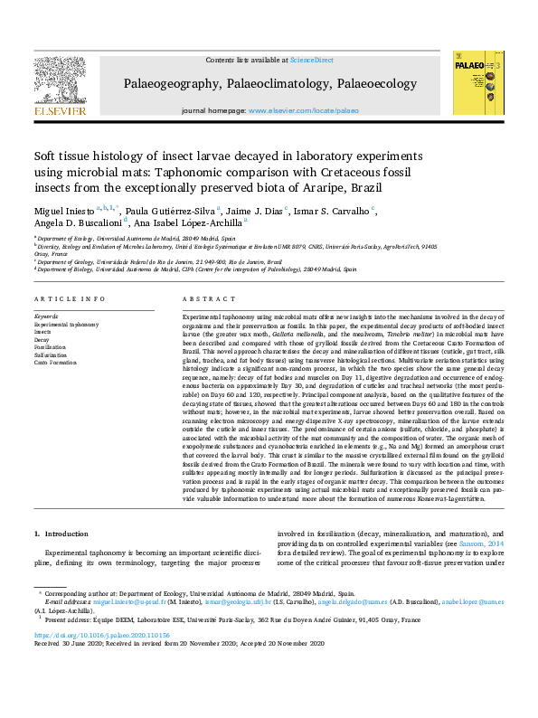 (PDF) Soft tissue histology of insect larvae decayed in laboratory ...