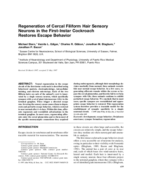 (PDF) Regeneration of cercal filiform hair sensory neurons in the first ...