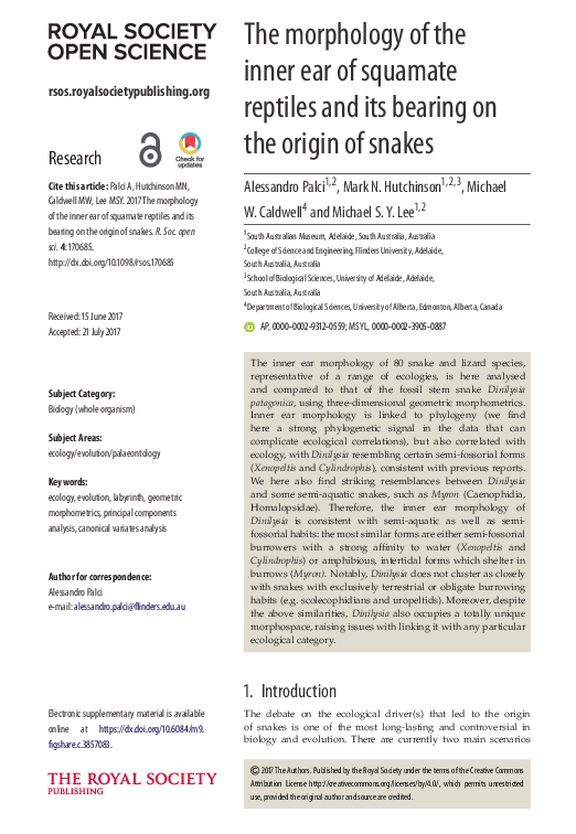 (PDF) The morphology of the inner ear of squamate reptiles and its ...