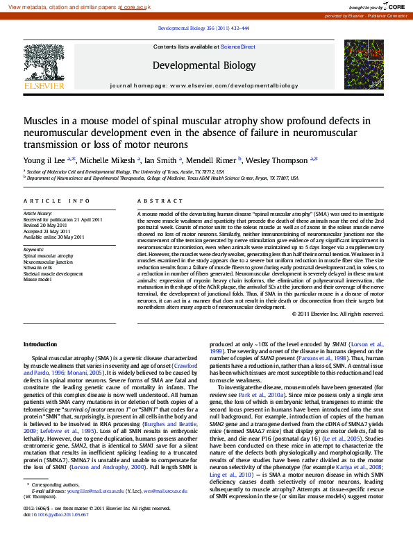 (PDF) Muscles in a mouse model of spinal muscular atrophy show profound ...