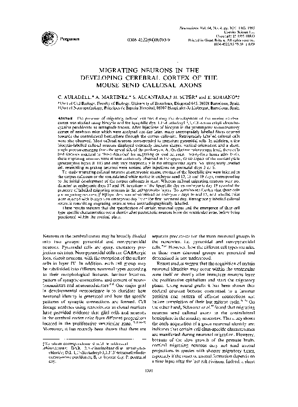 Pdf Migrating Neurons In Developing Mouse Cortex Form Callosal Axons