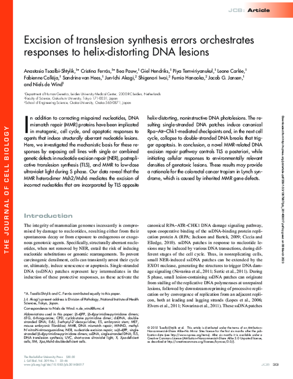 (PDF) Excision of translesion synthesis errors orchestrates responses ...