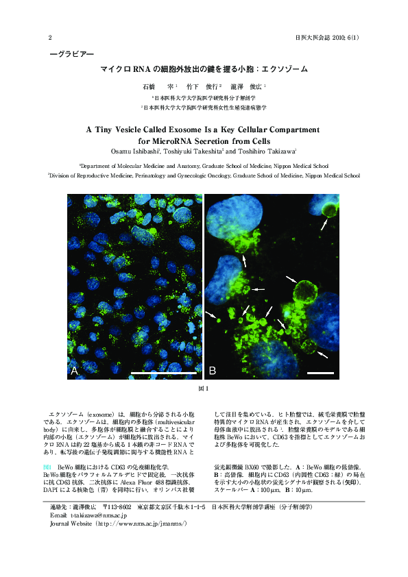(PDF) A Tiny Vesicle Called Exosome Is a Key Cellular Compartment for ...