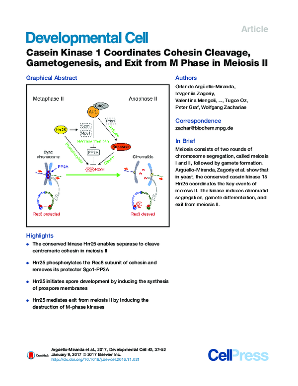 (PDF) Casein Kinase 1 Coordinates Cohesin Cleavage, Gametogenesis, and ...