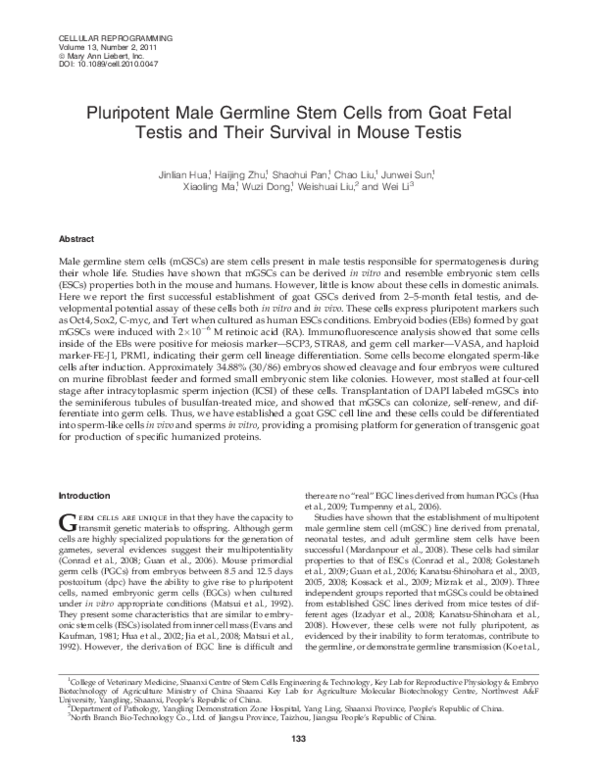 (PDF) Pluripotent male germline stem cells from goat fetal testis and ...