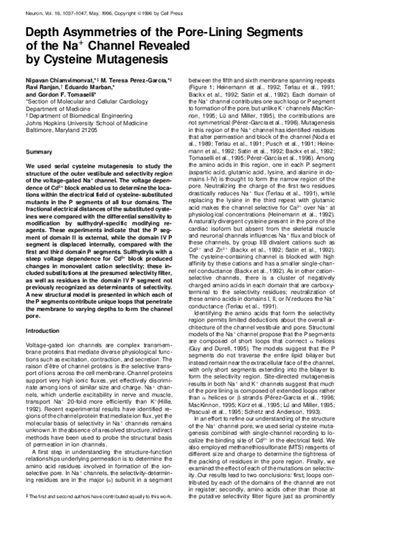 (PDF) Depth Asymmetries of the Pore-Lining Segments of the Na+ Channel ...
