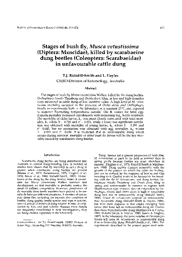 (PDF) Stages of bush fly, Musca vetustissima (Diptera: Muscidae ...