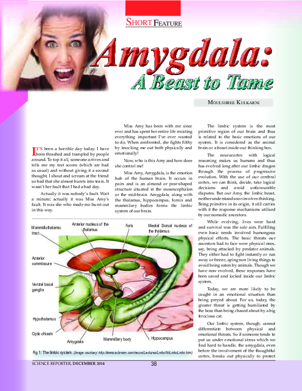 (PDF) Amygdala: A Beast to Tame