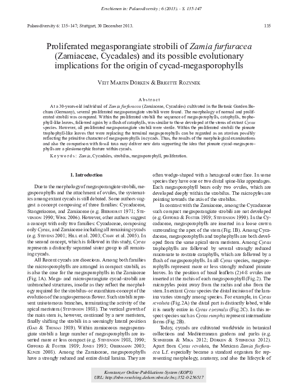 (PDF) Proliferated megasporangiate strobili of Zamia furfuracea ...