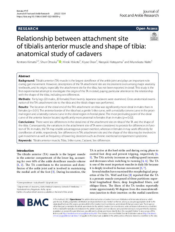 (PDF) Relationship between attachment site of tibialis anterior muscle ...