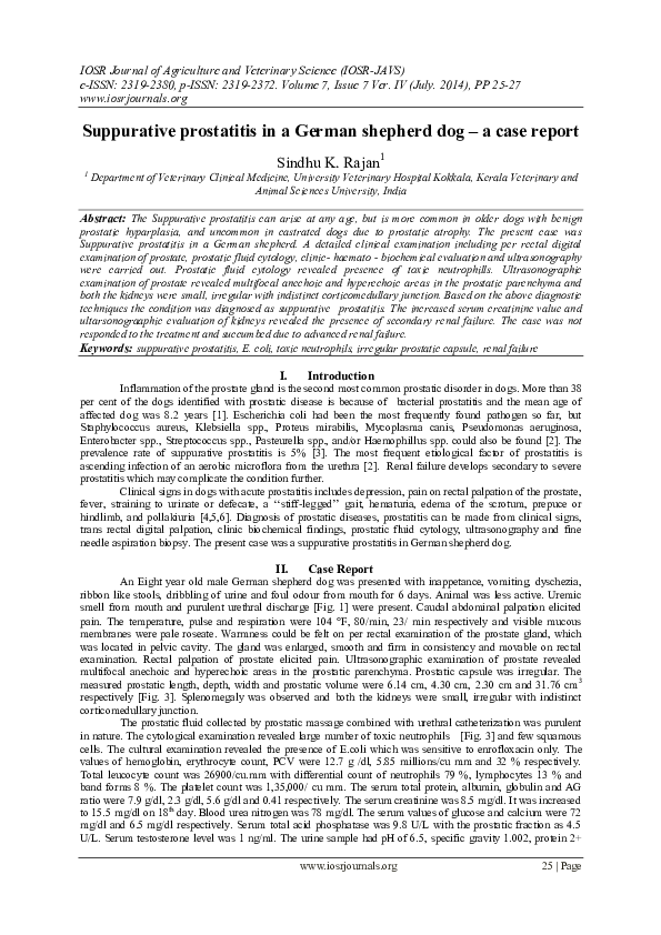 (PDF) Suppurative prostatitis in a German shepherd dog – a case report
