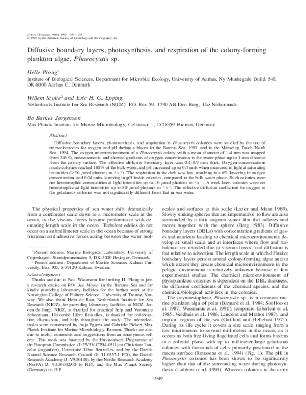 (PDF) Diffusive boundary layers, photosynthesis, and respiration of the ...