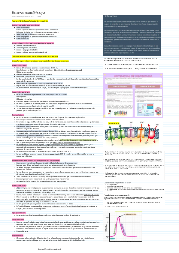 (PDF) Resumen neurofisiología