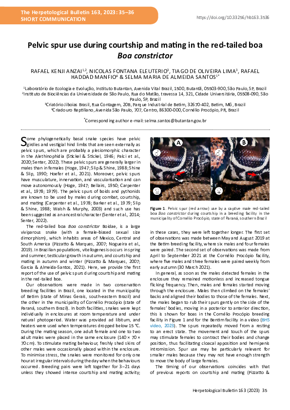 (PDF) Pelvic spur use during courtship and mating in the red-tailed boa ...