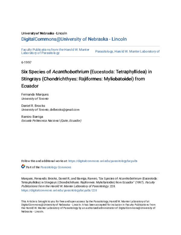 (PDF) Six Species of Acanthobothrium (Eucestoda: Tetraphyllidea) in ...