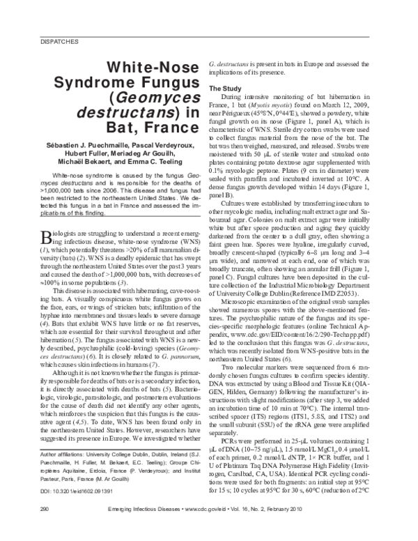 (PDF) White-Nose Syndrome Fungus ( Geomyces destructans ) in Bat ...