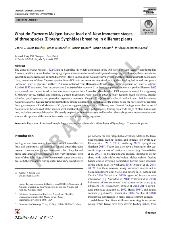 (PDF) What do Eumerus Meigen larvae feed on? New immature stages of ...