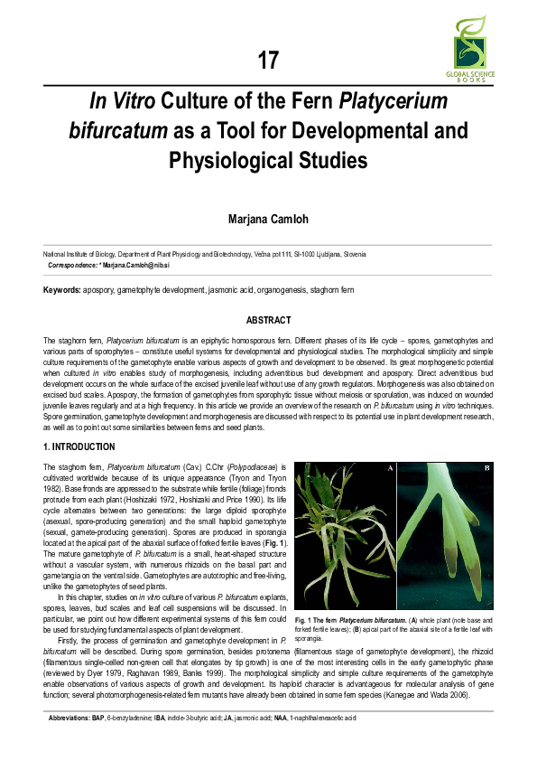 (PDF) In Vitro Culture of the Fern Platycerium bifurcatum as a Tool for ...