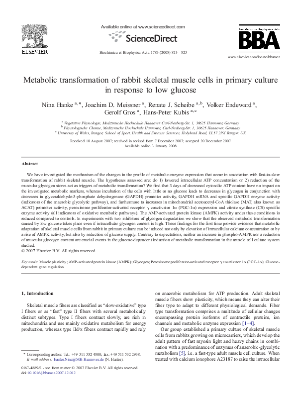 (PDF) Metabolic transformation of rabbit skeletal muscle cells in ...