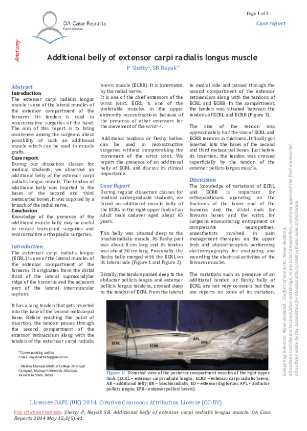 (PDF) Additional belly of extensor carpi radialis longus muscle