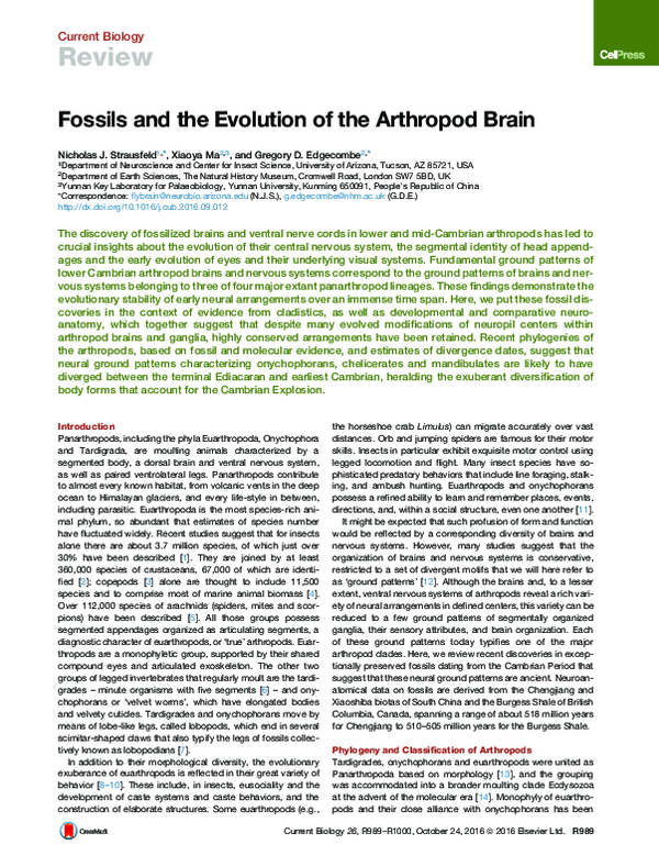 (PDF) Fossils and the Evolution of the Arthropod Brain