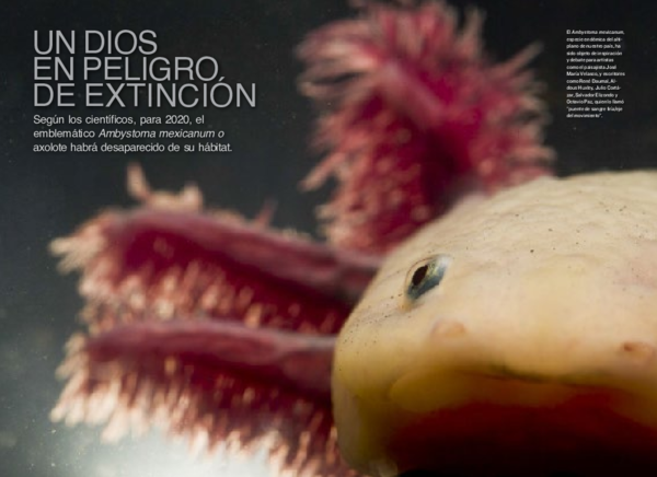 (PDF) "Axolotl: An Endangered God"