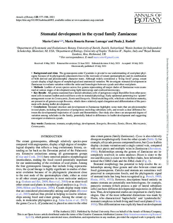(PDF) Stomatal development in the cycad family Zamiaceae