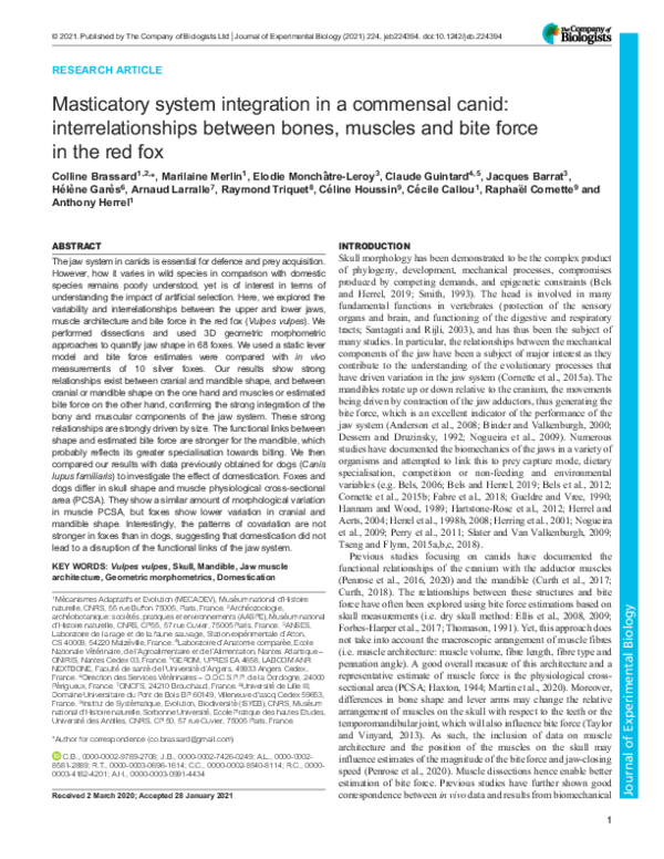 (PDF) Masticatory system integration in a commensal canid ...