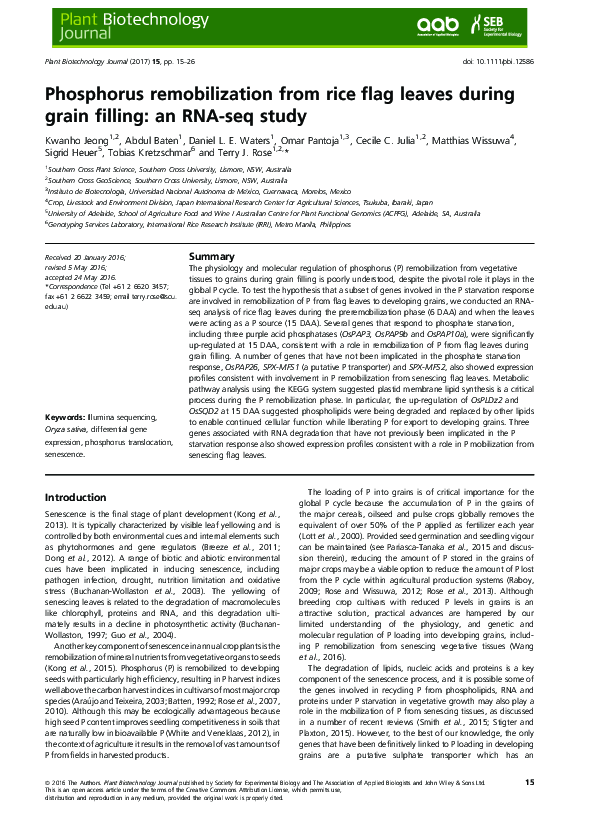 (PDF) Phosphorus remobilization from rice flag leaves during grain ...