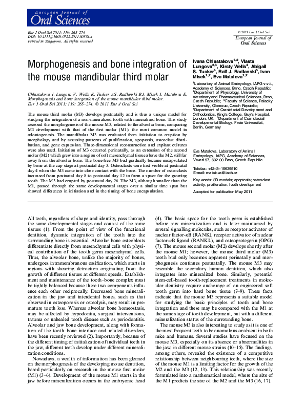 (PDF) Morphogenesis and bone integration of the mouse mandibular third ...