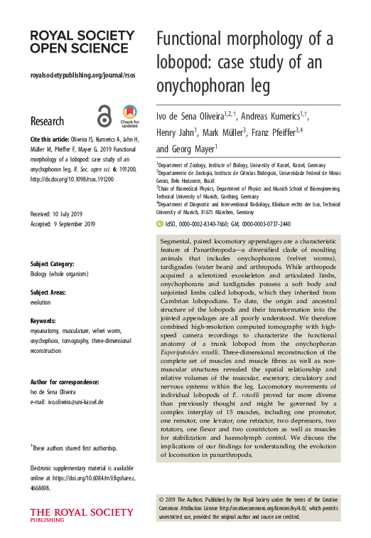 (PDF) Functional morphology of a lobopod: case study of an onychophoran leg
