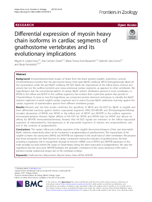 (PDF) Differential expression of myosin heavy chain isoforms type II in ...