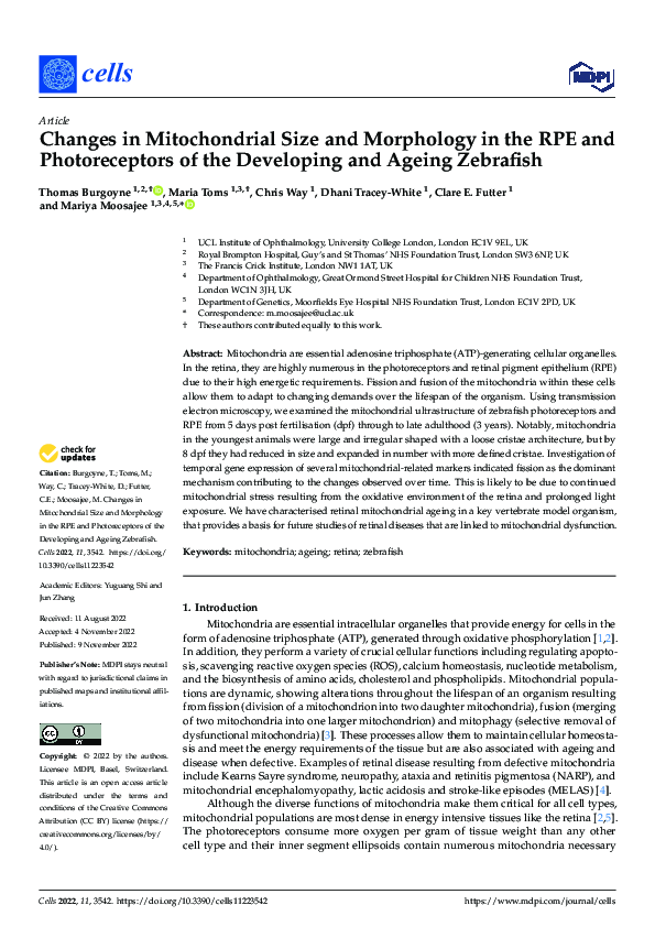 (PDF) Changes in Mitochondrial Size and Morphology in the RPE and ...