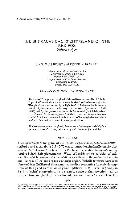 (PDF) The supracaudal scent gland of the red foxVulpes vulpes